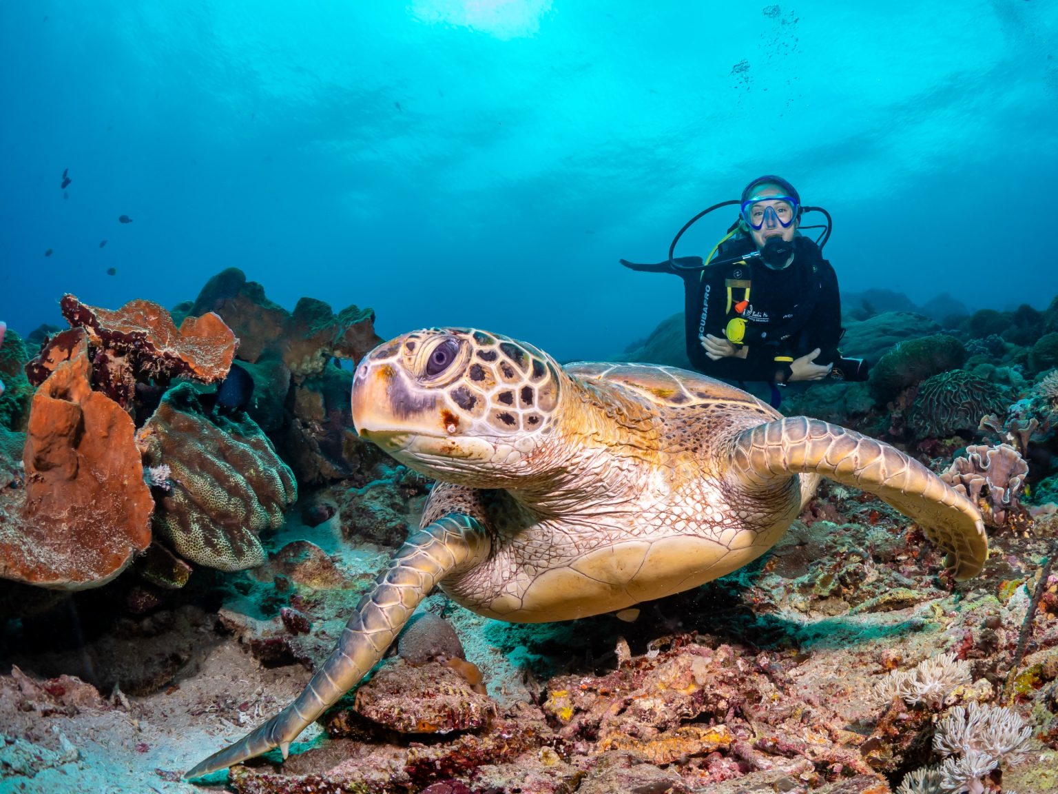 Full Day Dive Adventure Lembongan / Penida - Bali Hai Cruises